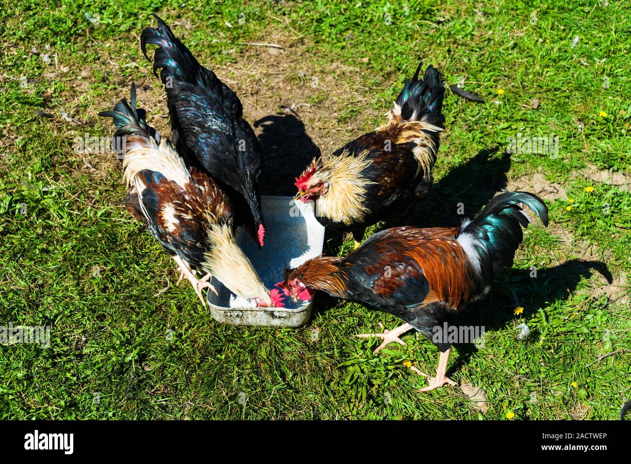 Free-range chickens, organic poultry Stock Photo - Alamy