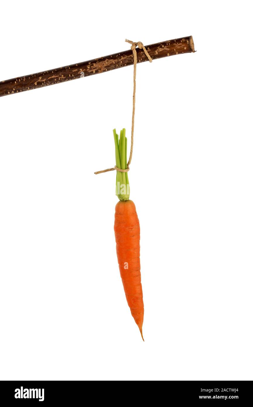 Fresh carrots on stick Stock Photo - Alamy