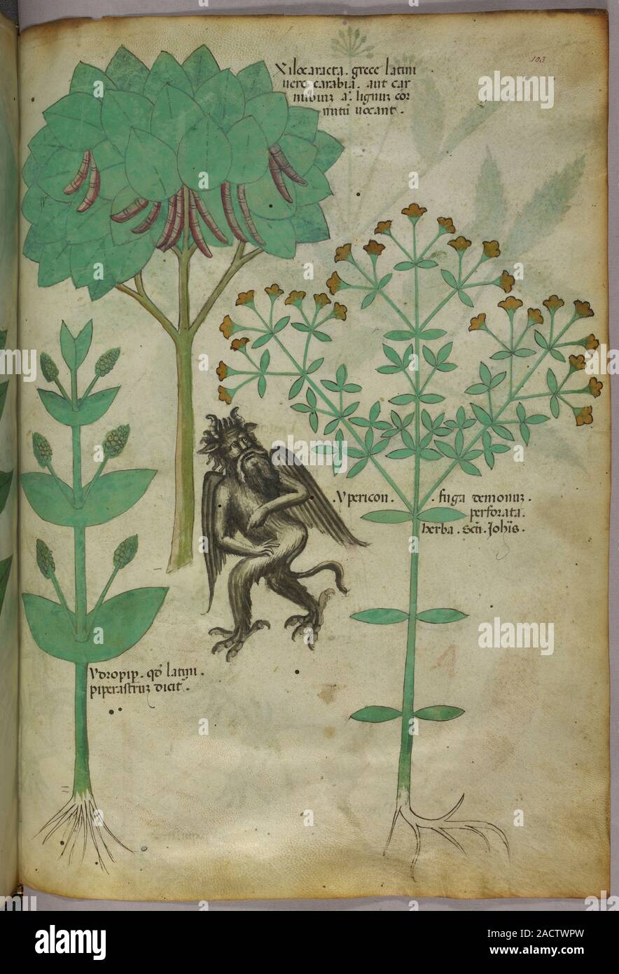 Botanical illustration of a plant and a demon; the herb Ypericon is ...