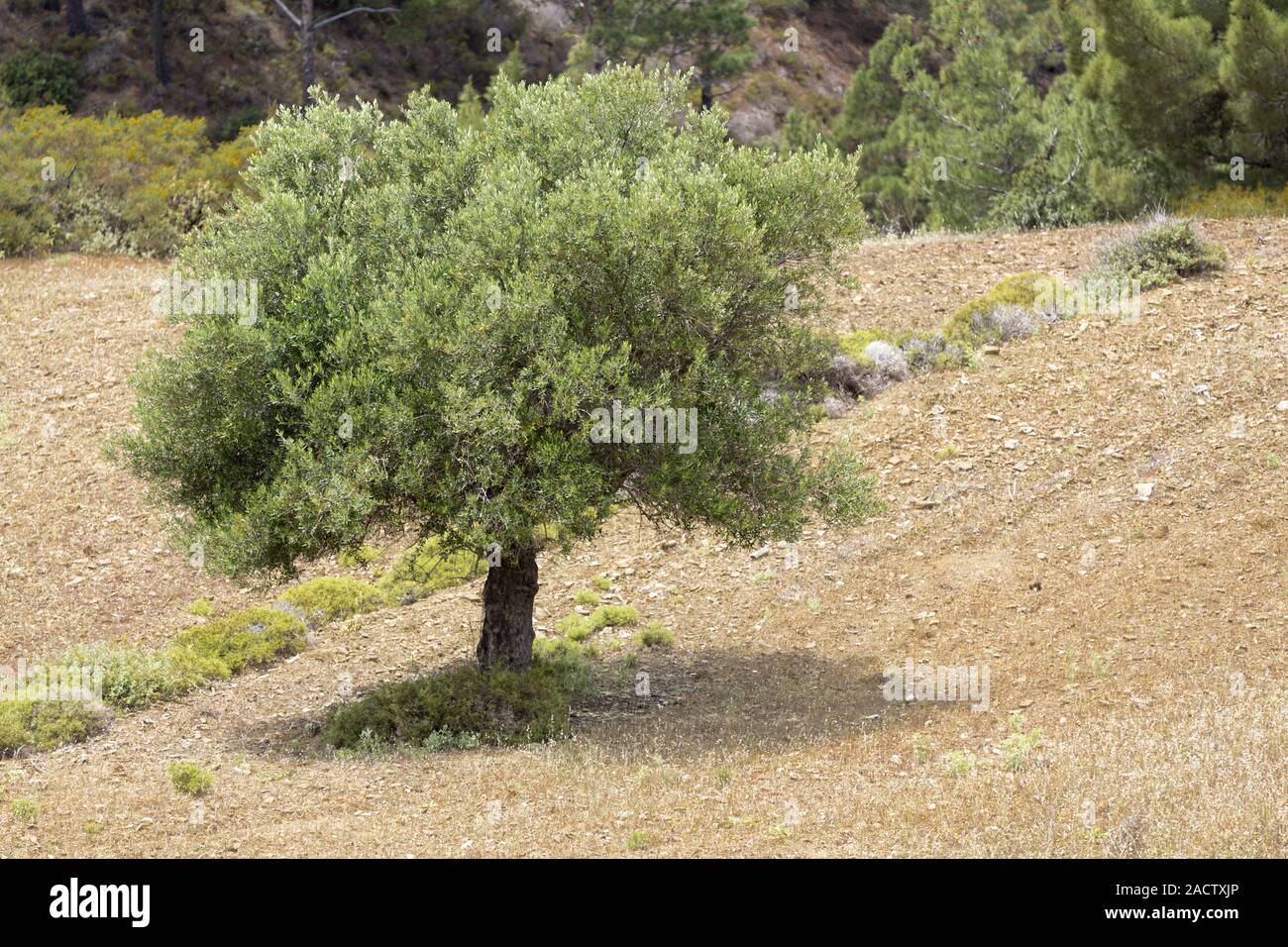 Olive tree on meadow hi-res stock photography and images - Alamy