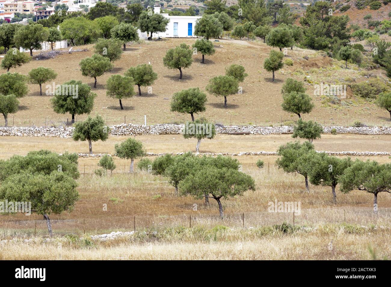 Olive Trees Greece High Resolution Stock Photography and Images - Alamy