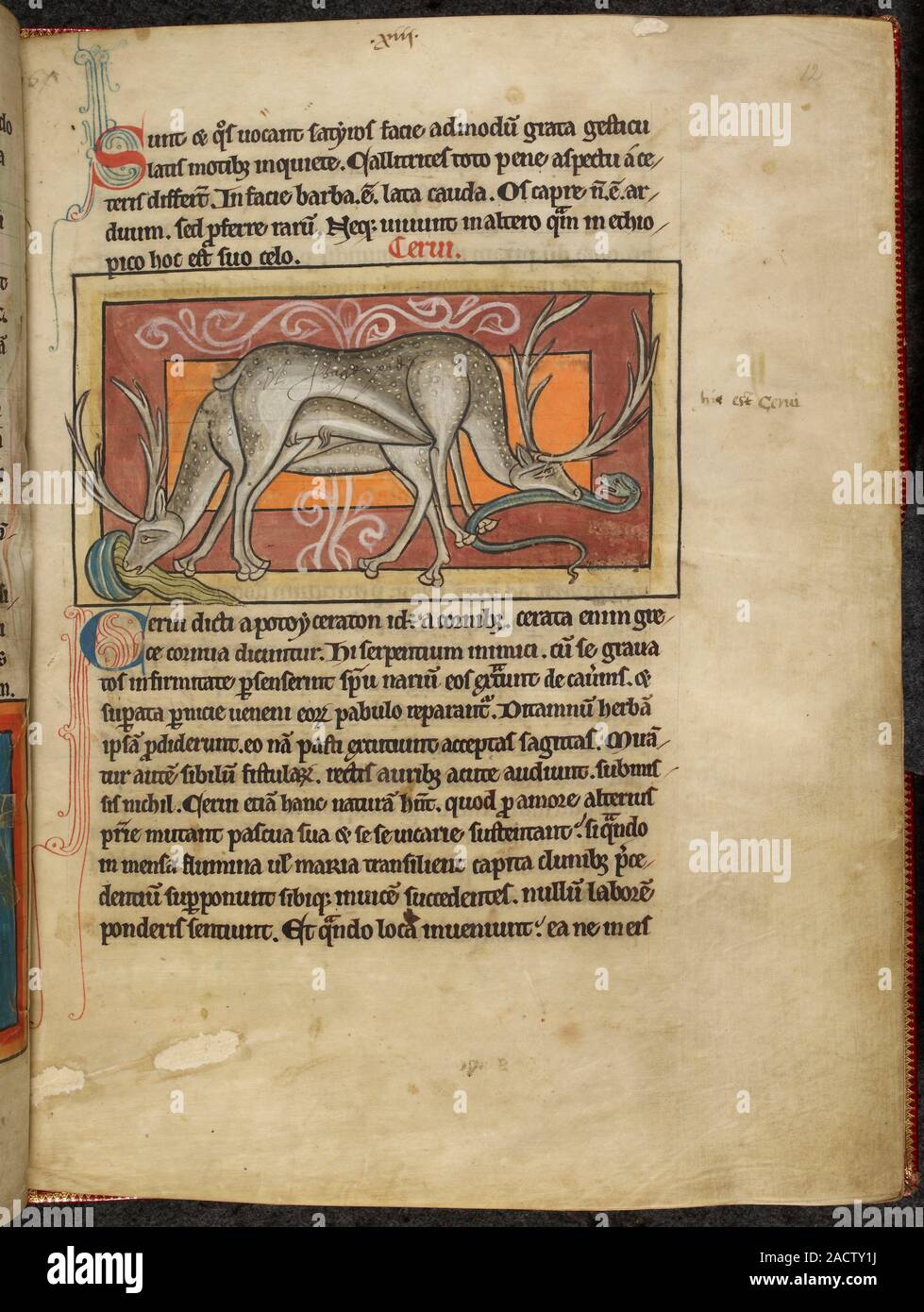 Illustration on page of manuscript. A stag with antlers, Bestiary, with ...