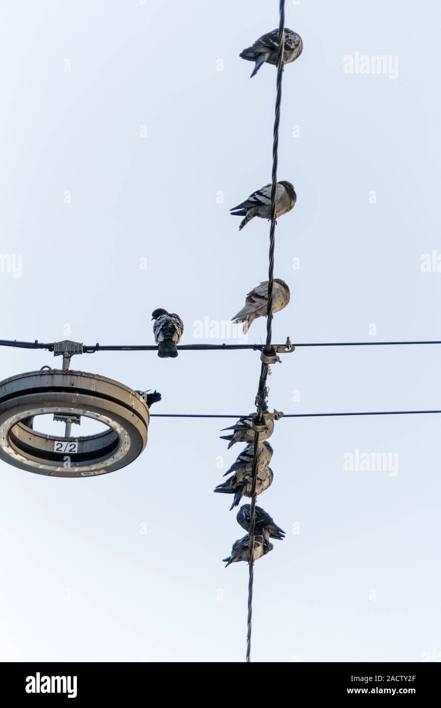 Birds on power line Stock Photo - Alamy