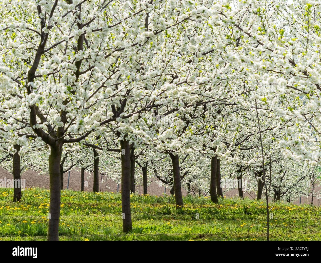 Flowering fruit trees in spring Stock Photo - Alamy