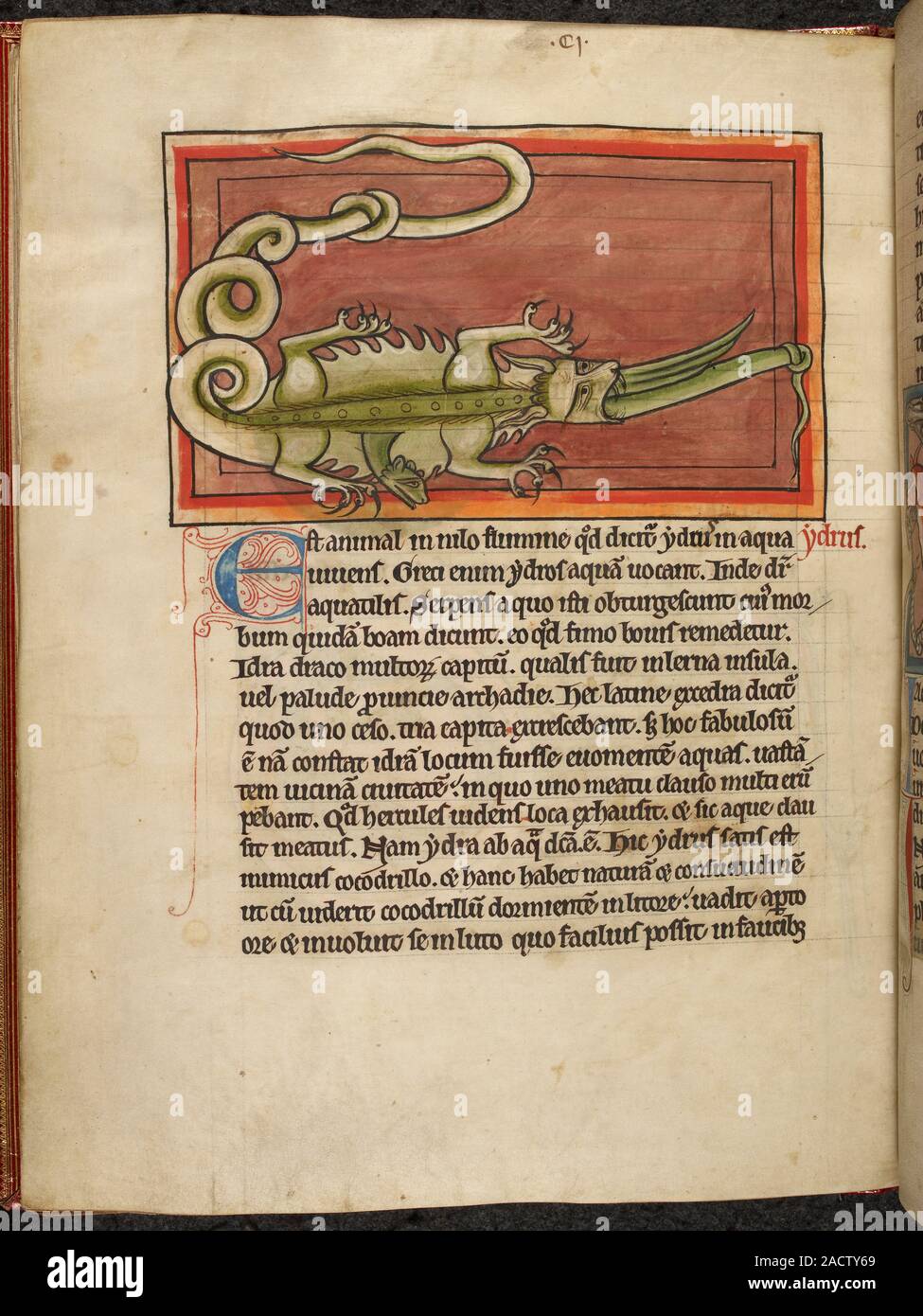 A hydra swallowed by a crocodile. The hydra head bursting through its ...