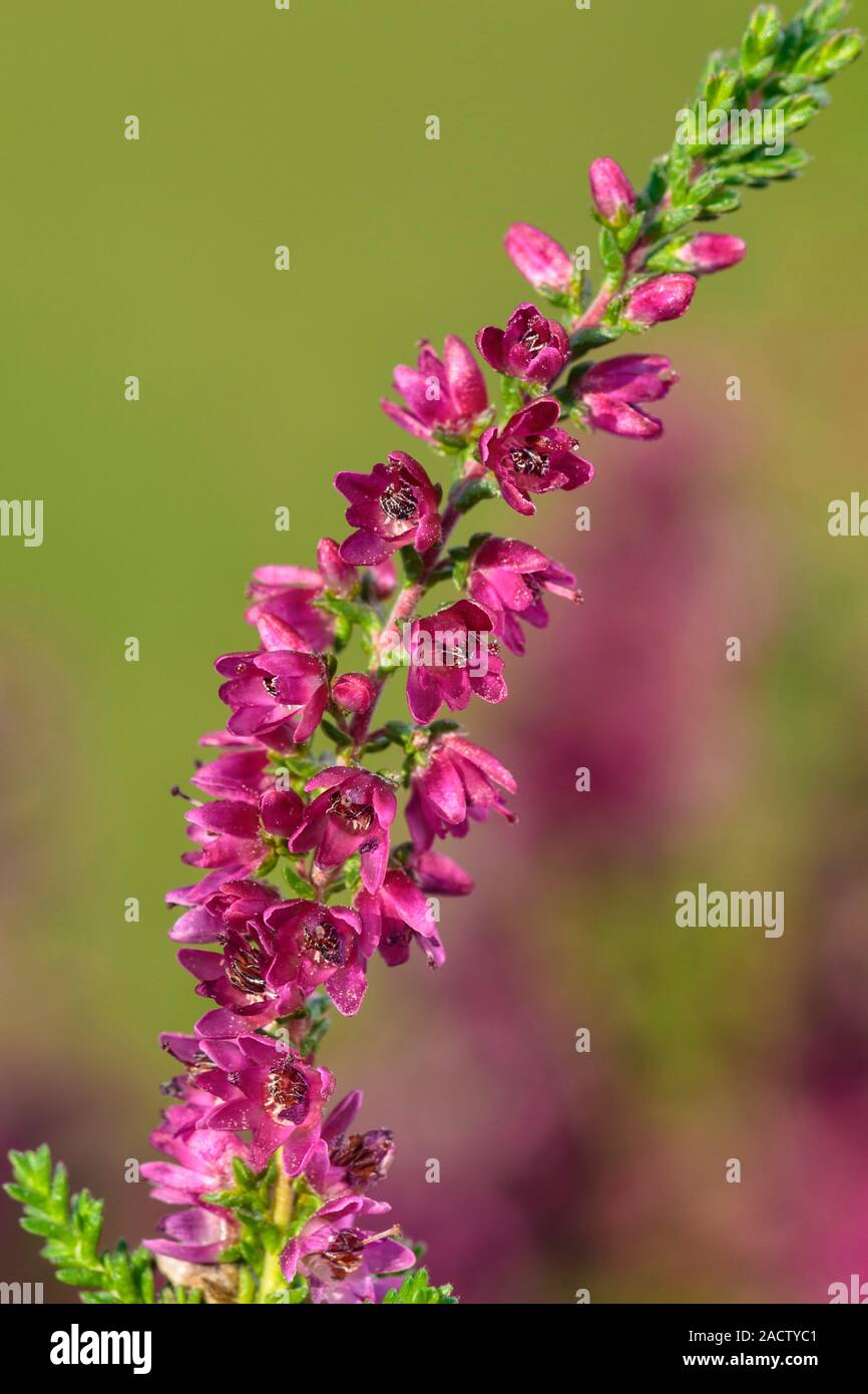 Calluna vulgaris 'Purple Passion' Stock Photo - Alamy