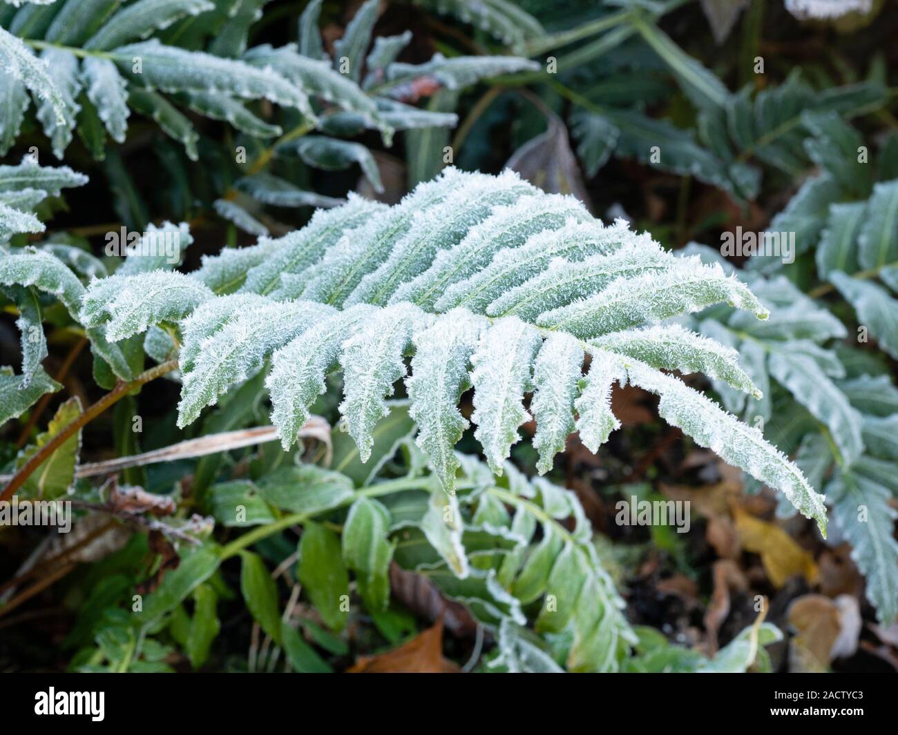 Hard fern hi-res stock photography and images - Alamy