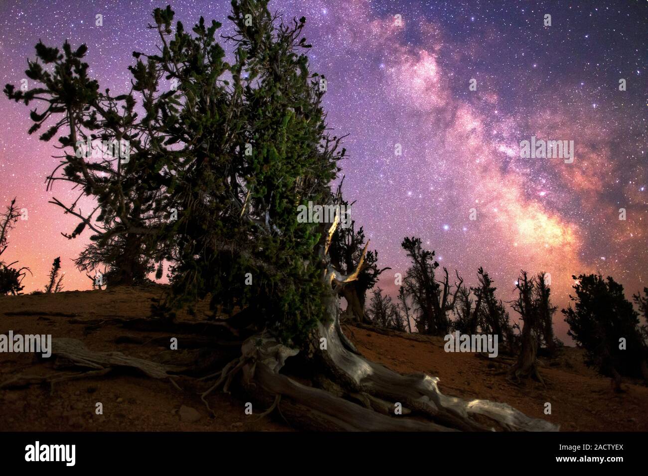 Milky Way over pines. View of the Milky Way over ancient twisted ...