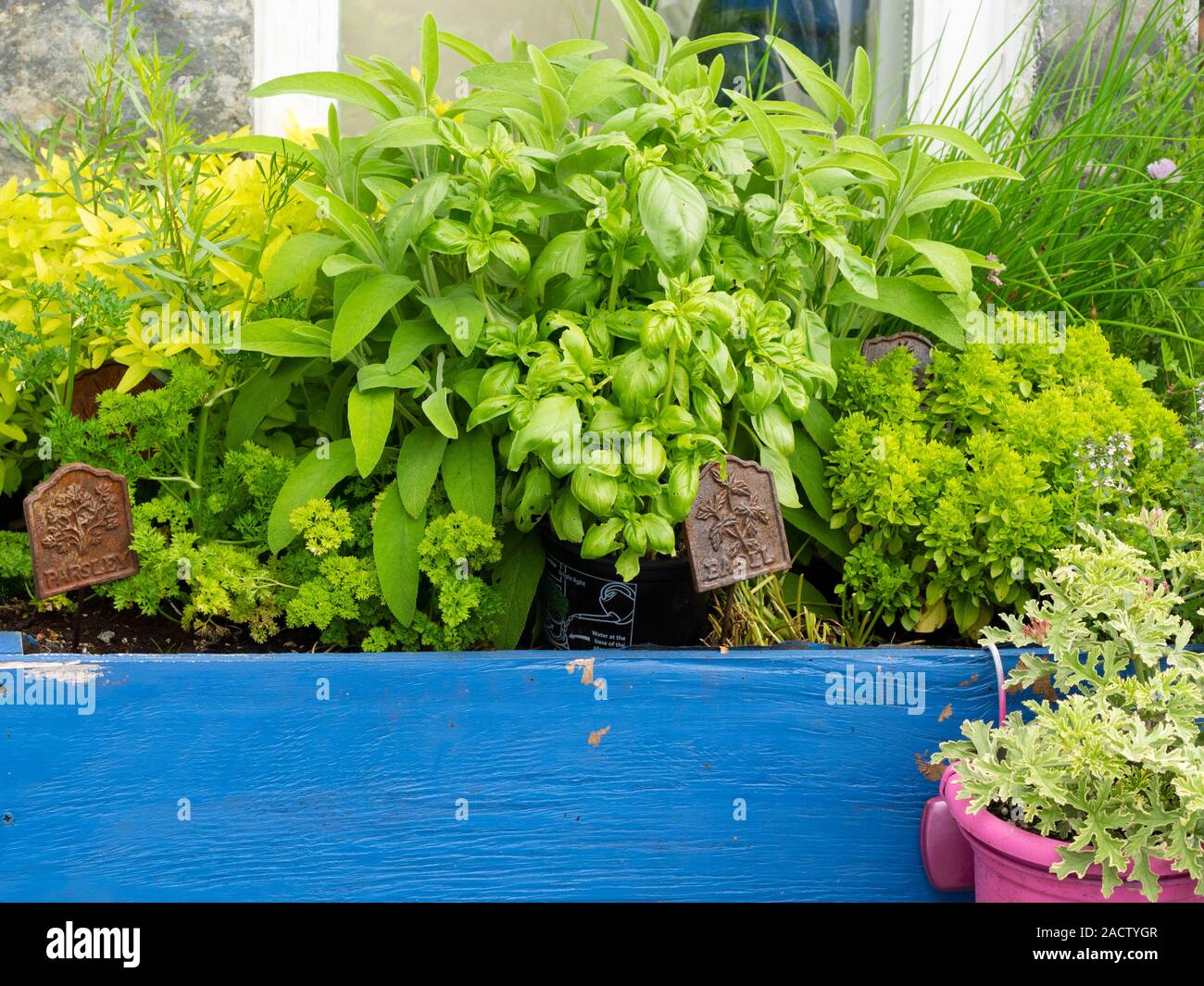 Blue garden planter hi-res stock photography and images - Alamy