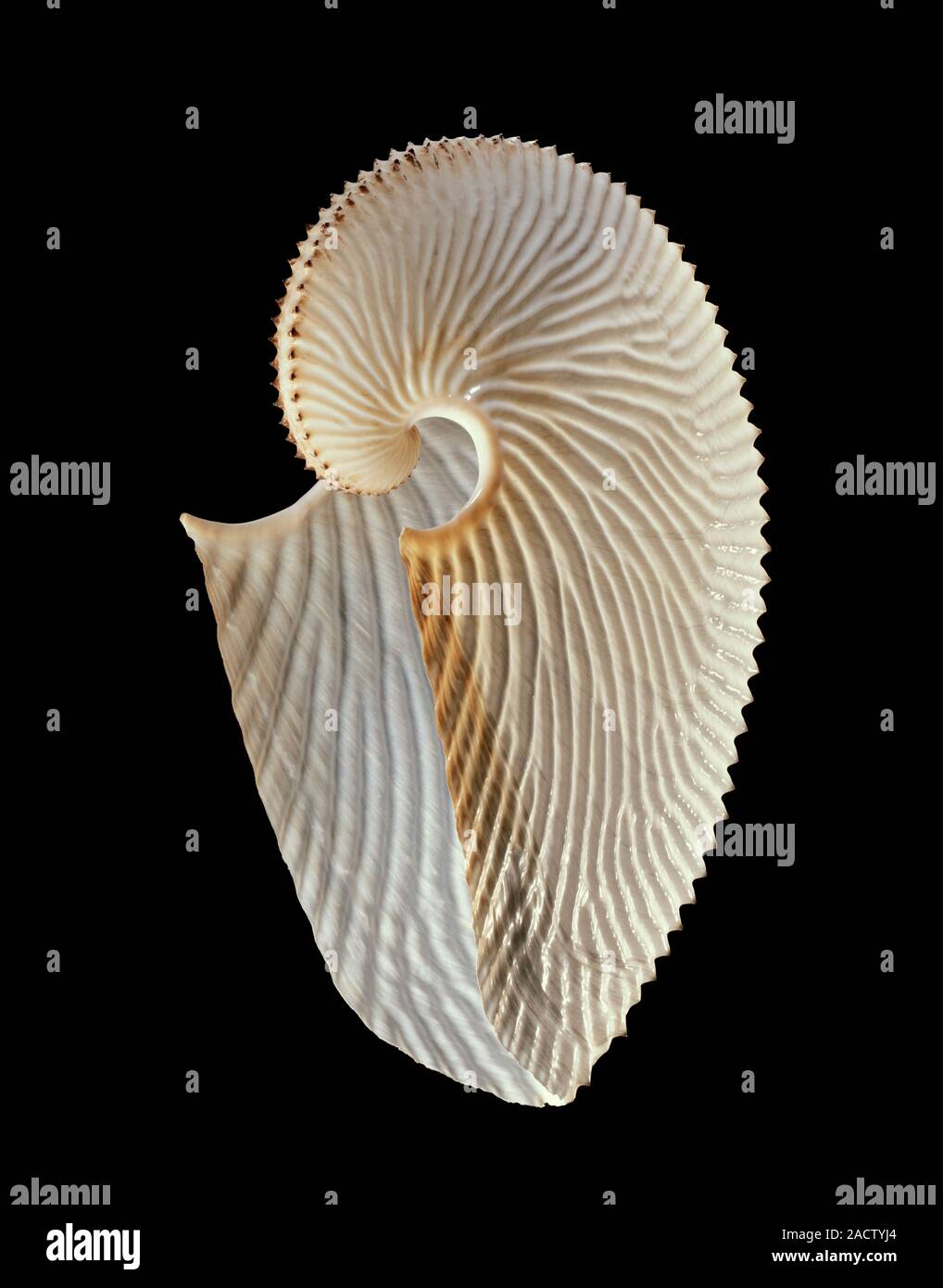 Argonaut octopus eggcase shell. Egg case from a female greater argonaut ...