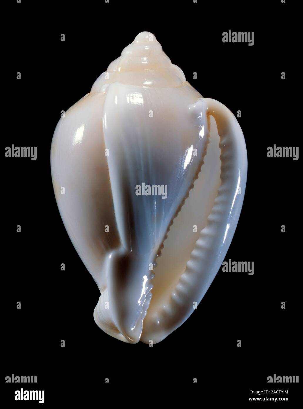 Helmet shell sea snail shell. Shell of a helmet shell (Cassis abbotti ...