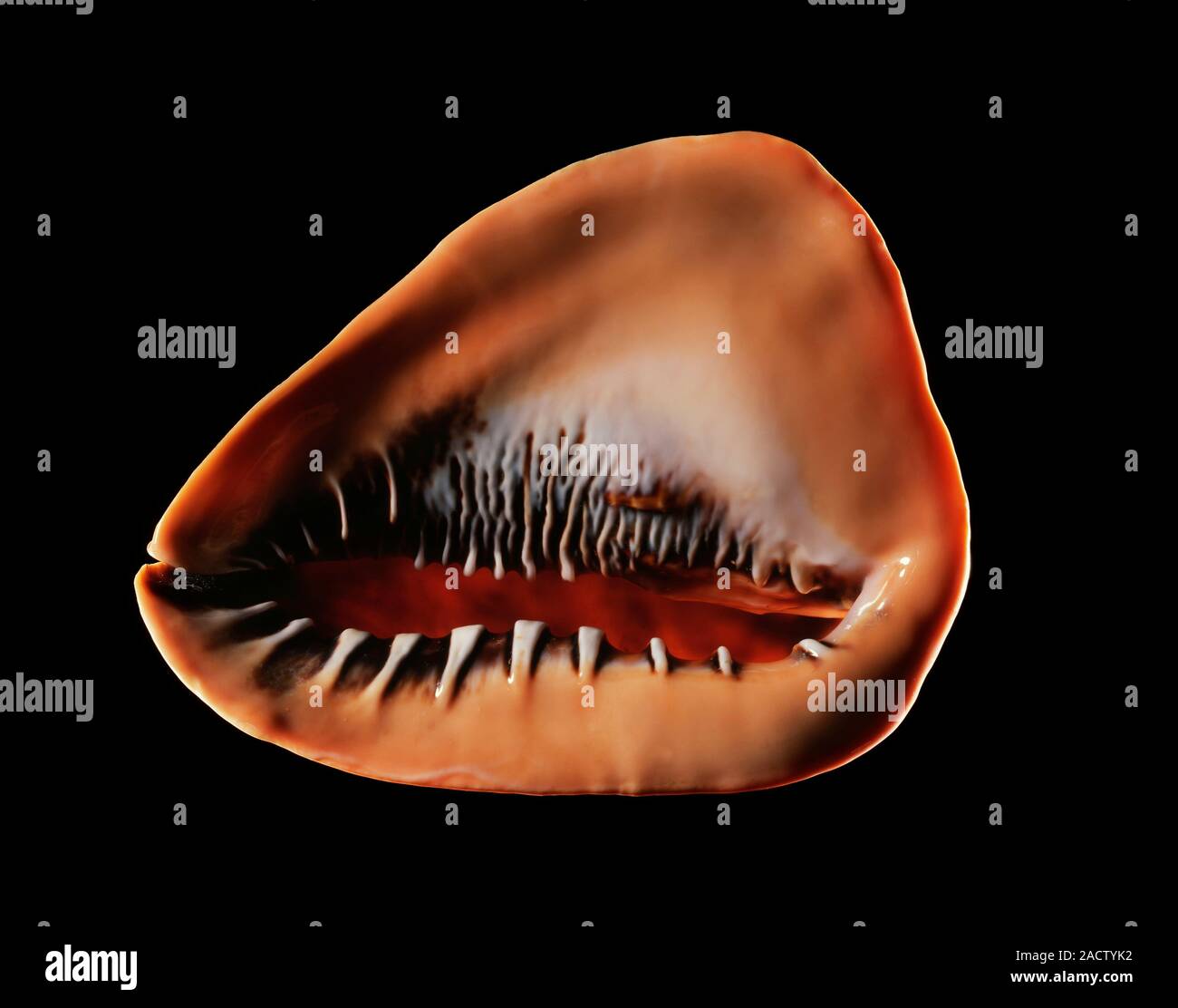 Helmet shell sea snail shell. Underside of the shell of a helmet shell ...