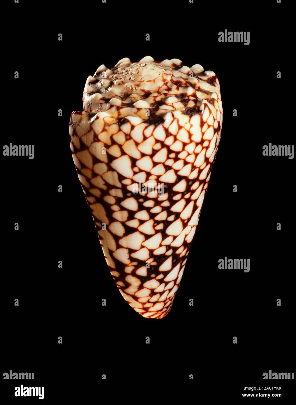 Cone shell. Shell of a cone shell (Conus bandanus) sea snail. Cone ...