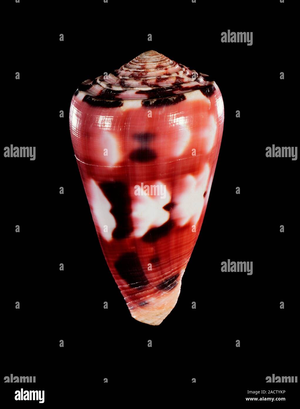 Gauguin's cone shell. Shell of a Gauguin's cone shell (Conus gauguini ...