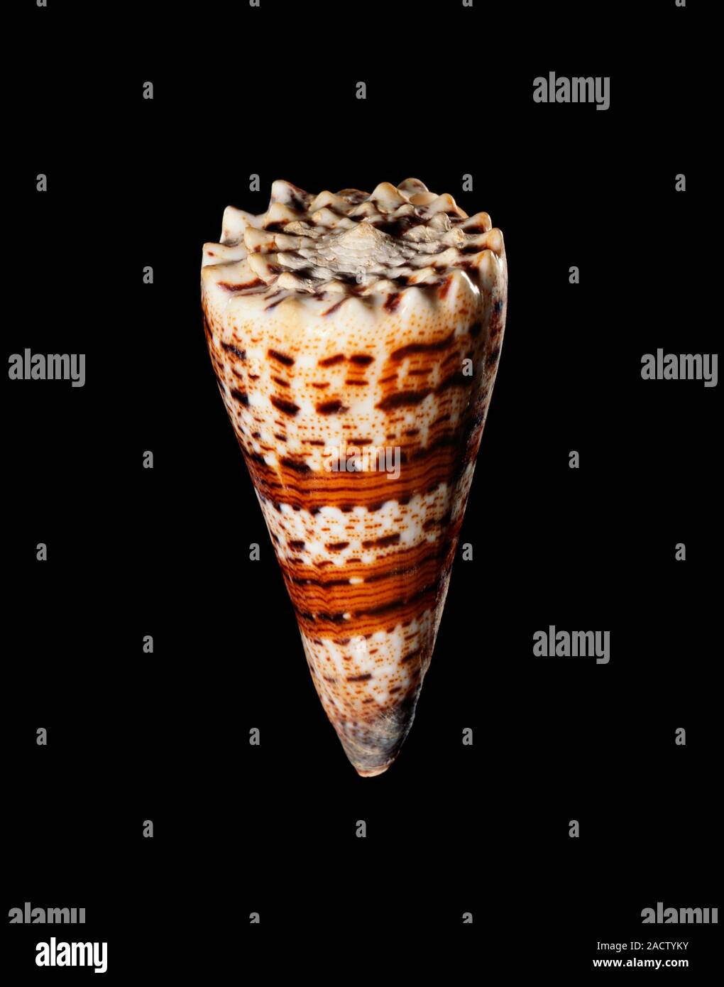 General cone shell. Shell of a general cone shell (Conus imperialis ...