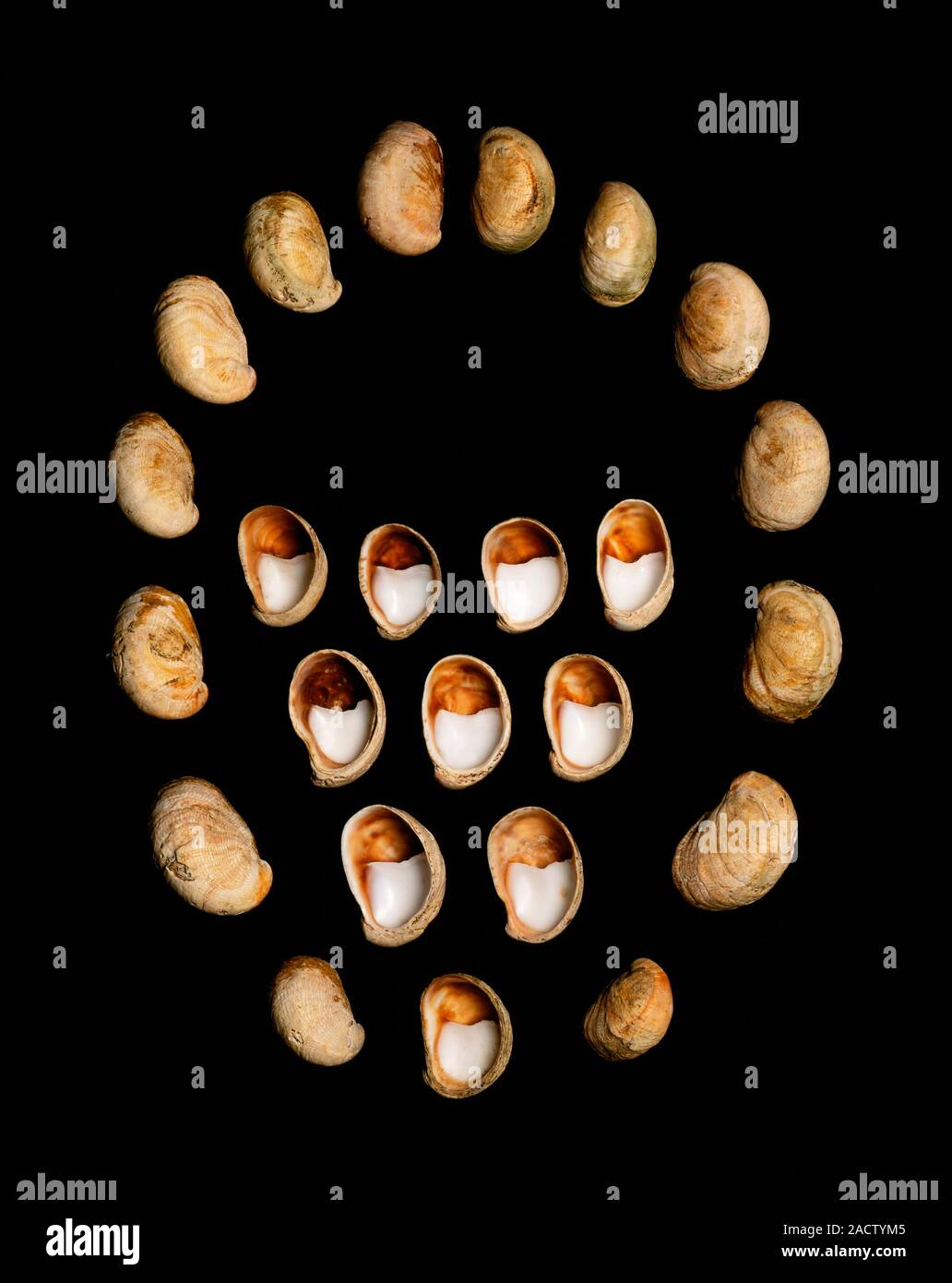 Common slipper shell sea snail shells. Shell of common slipper shell ...
