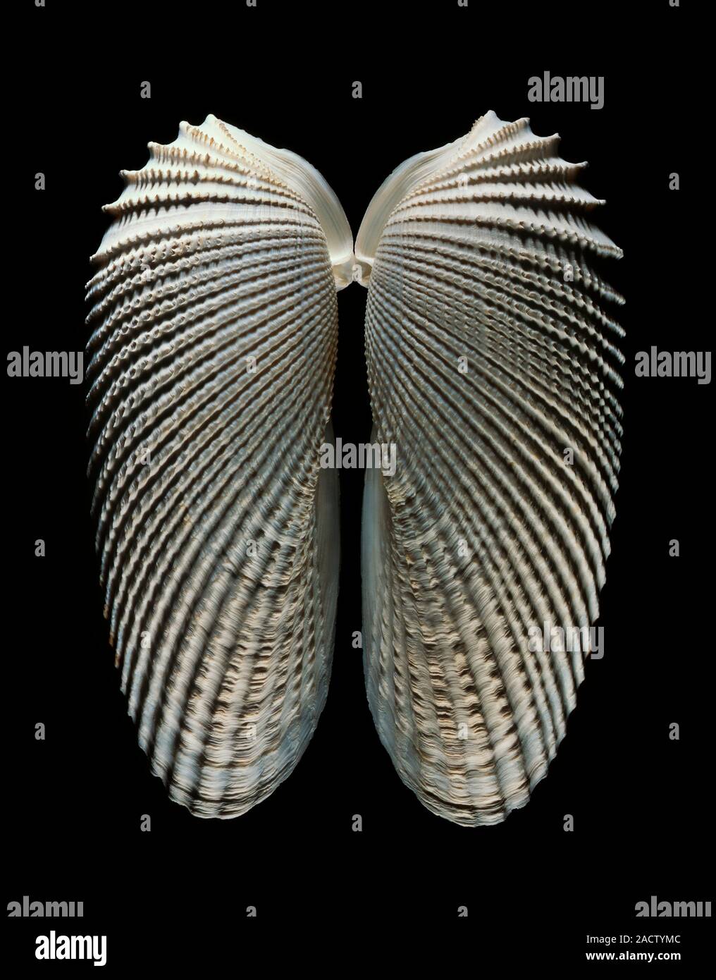 Angelwing clam shell. Shell of an angelwing clam (Cyrtopleura costata ...