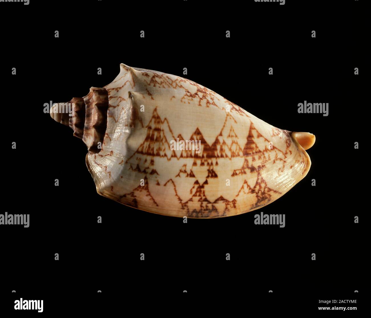 Volute sea snail shell. Shell of a volute sea snail (Cymbiola ...