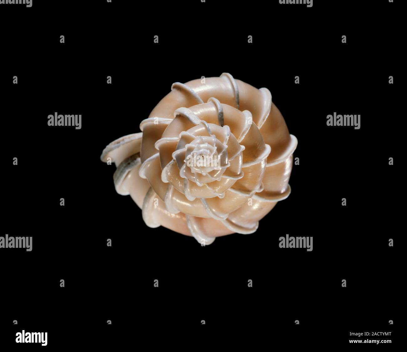 Precious wentletrap sea snail shell. Shell of a precious wentletrap ...