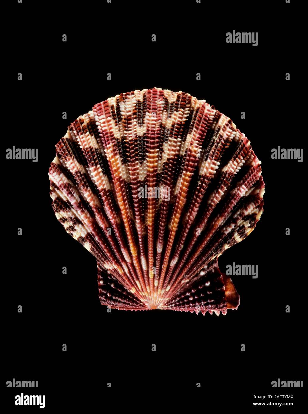 Scallop shell. Shell of a scallop (Gloripallium pallium). This species ...