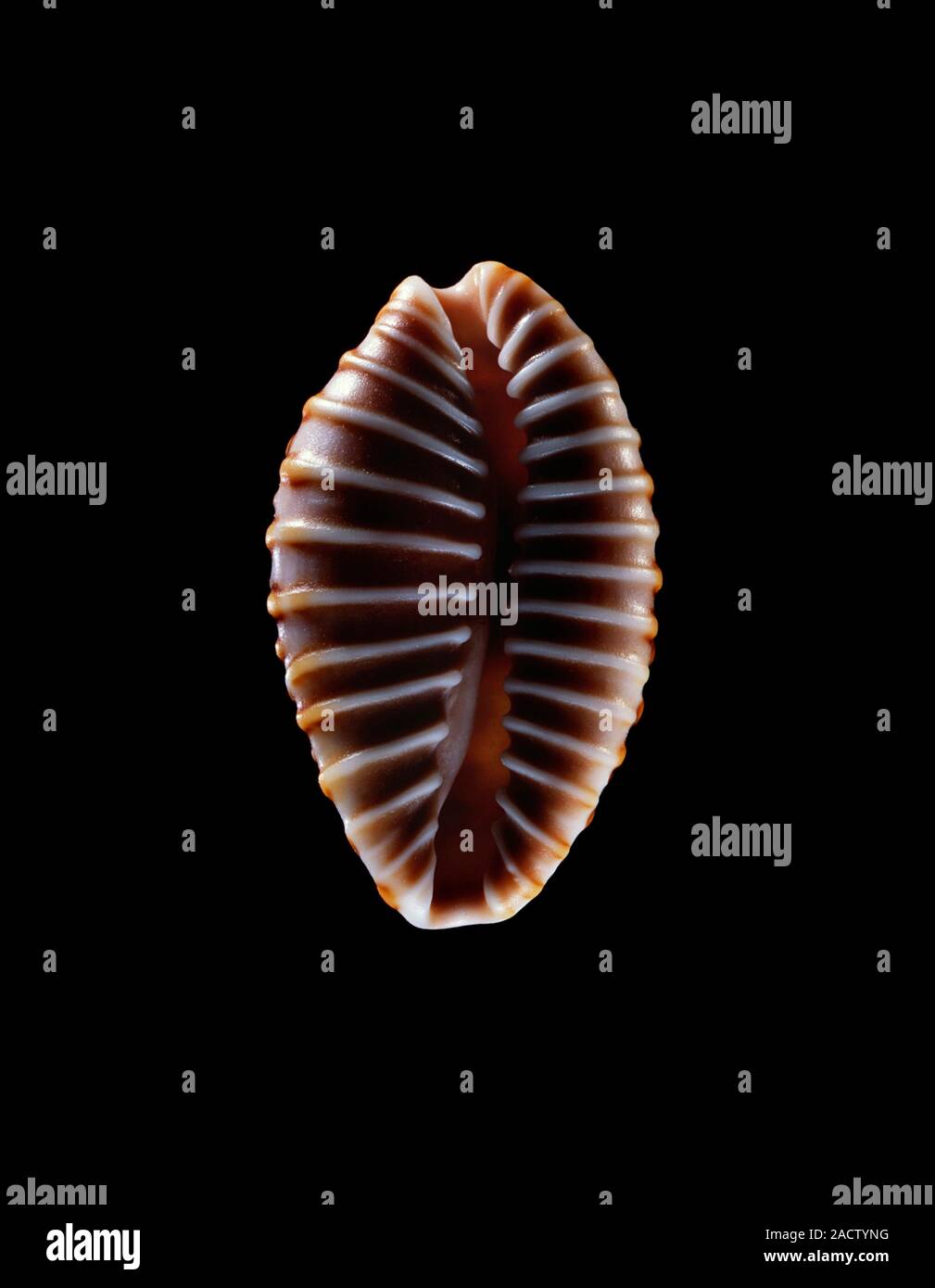 Jenny's cowry sea snail shell. Underside of the shell of a Jenny's ...