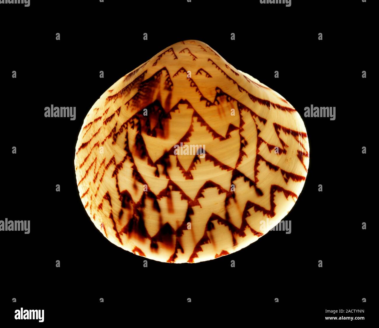 Zigzag venus clam shell. Shell of a zigzag venus clam (Lioconcha ...