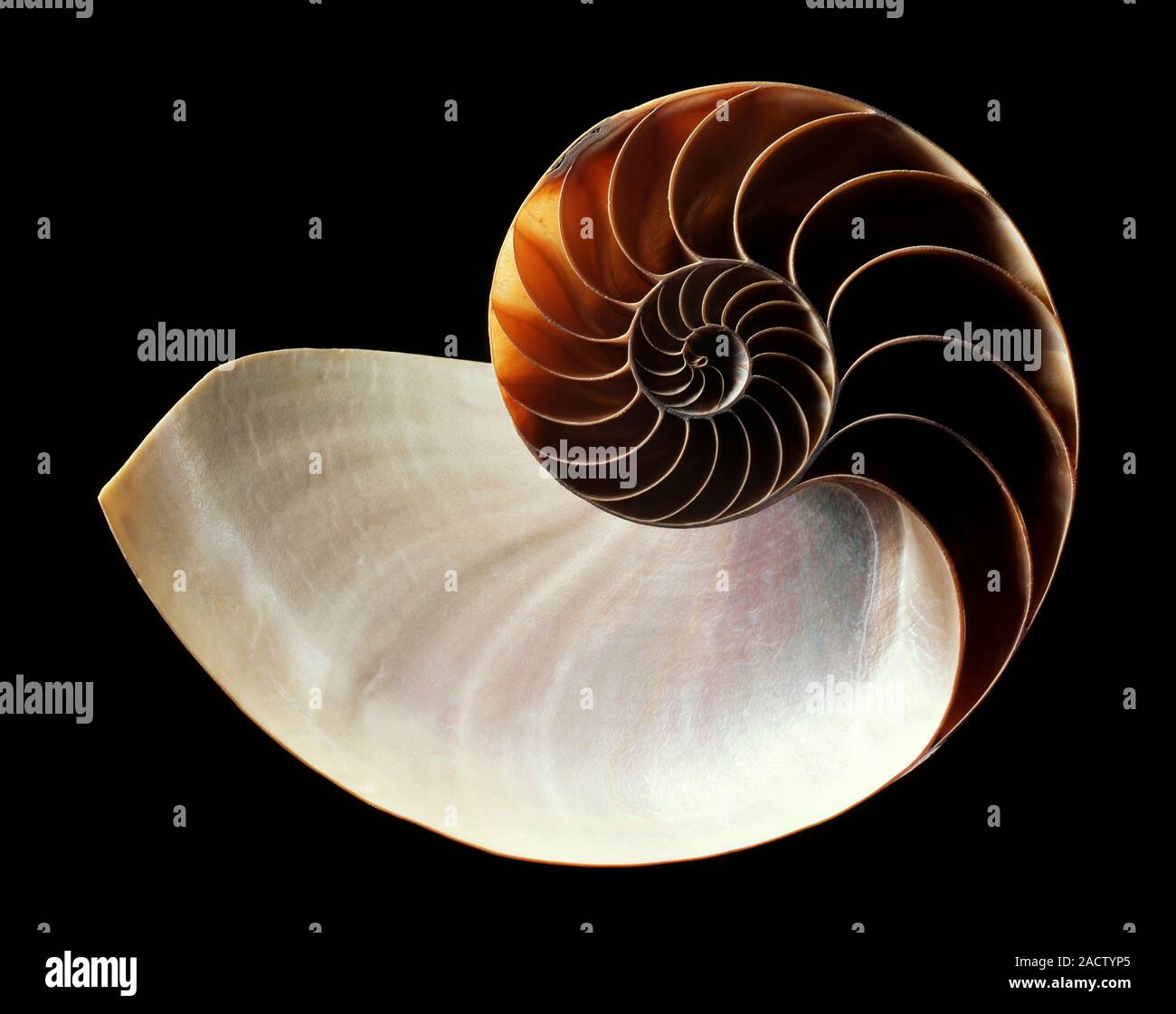 Chambered nautilus shell. Section through the shell of a chambered ...