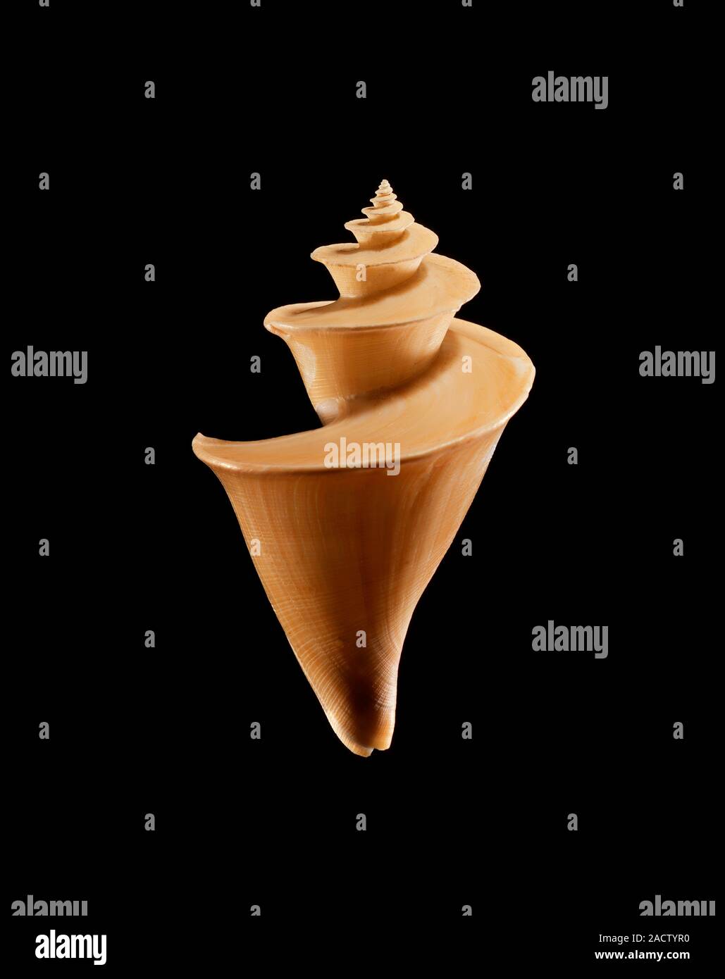 Sea snail shell. Shell of a Thatcheria mirabilis sea snail. This marine ...