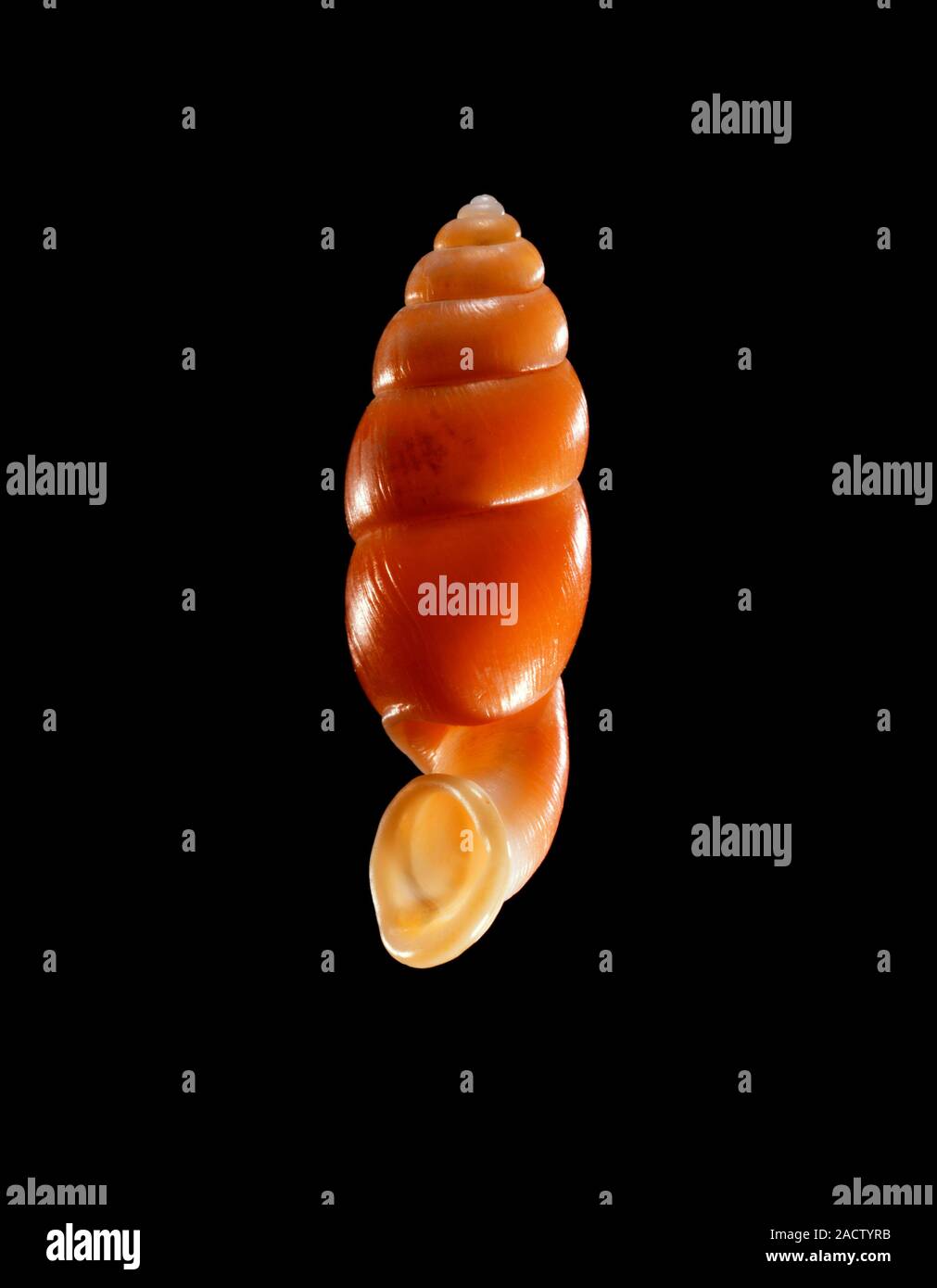 Land snail shell. Shell of a Tortulosa tortulosa land snail. This ...