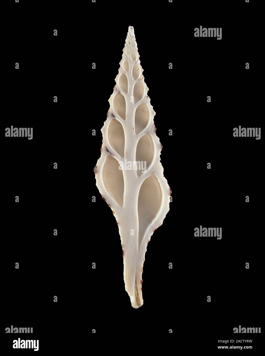 Babylon turrid sea snail shell. Interior of a shell from a Babylon ...