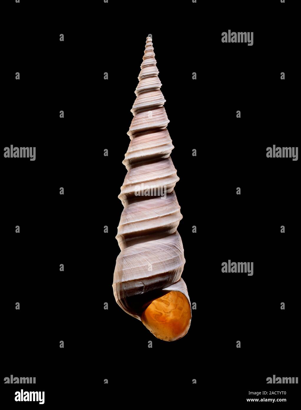 Tower snail shell. Shell of a tower snail (Turritella duplicata) sea ...