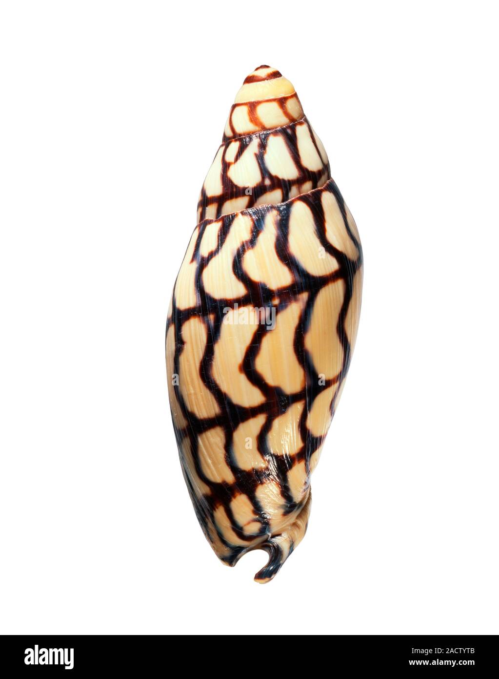 Volute sea snail shell. Shell of a volute sea snail (Volutoconus ...