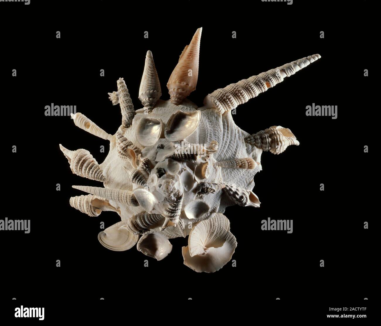 Carrier shell. Underside of the shell of a carrier shell (Xenophora ...