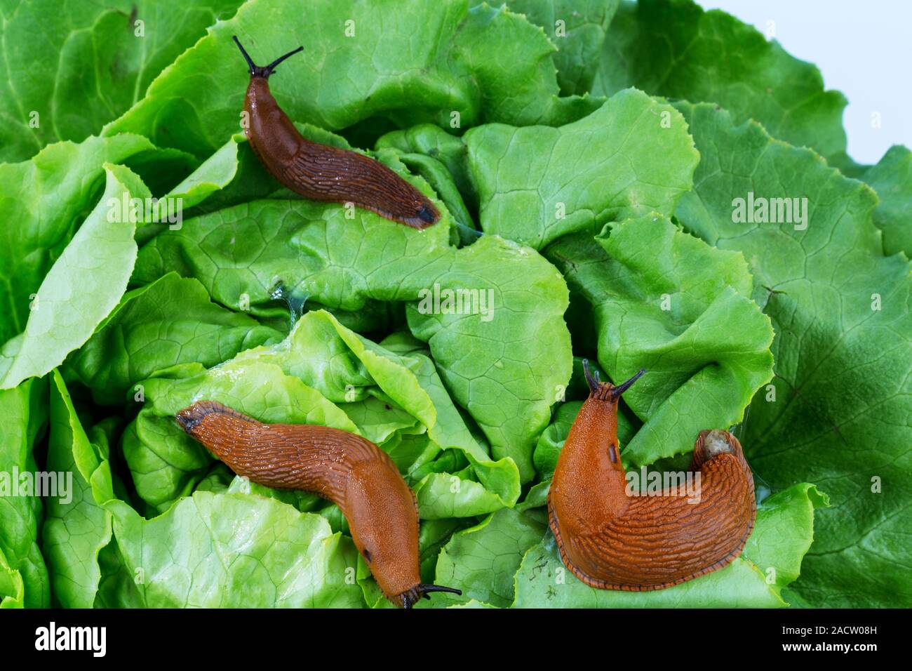 Snail with salad leaf Stock Photo - Alamy