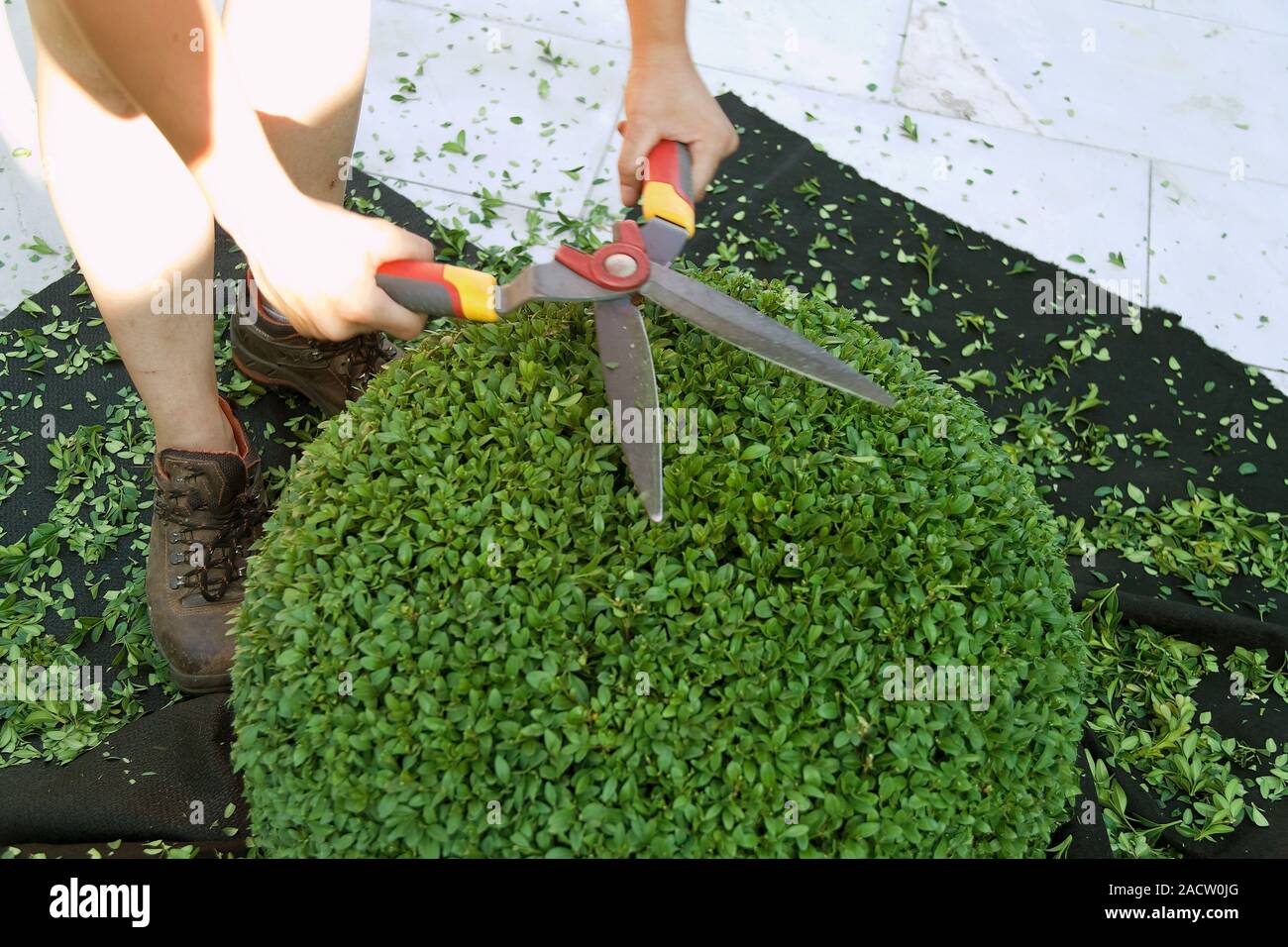 Buxus tree cut hi-res stock photography and images - Alamy