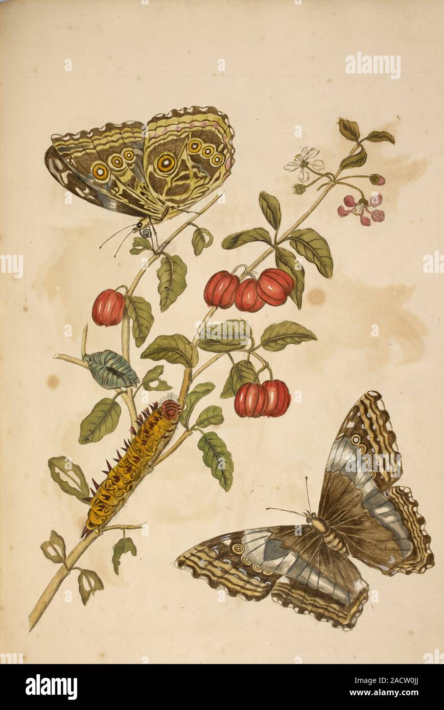 One caterpillar feeding on a plant. Two butterflies, Author Maria ...