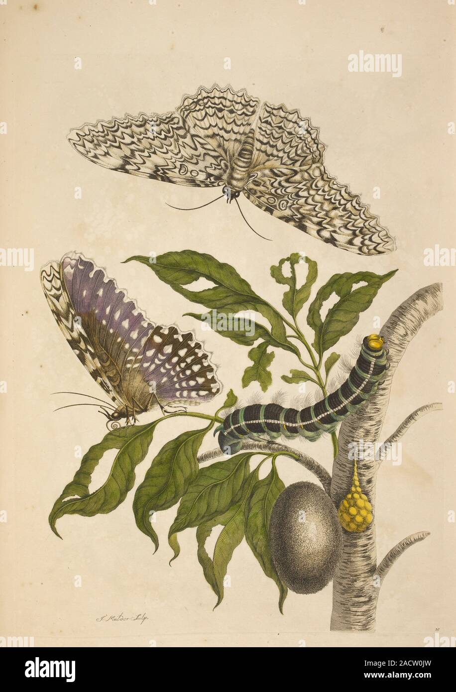 A caterpillar feeding on a plant two butterflies in the air. Author ...