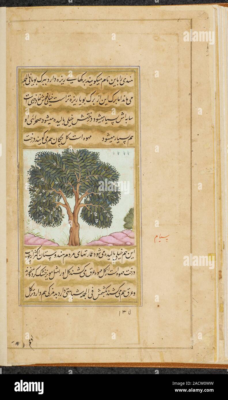 Mahva' tree (bassia latifolia)' (Shiyam), Opaque watercolour. Mughal ...