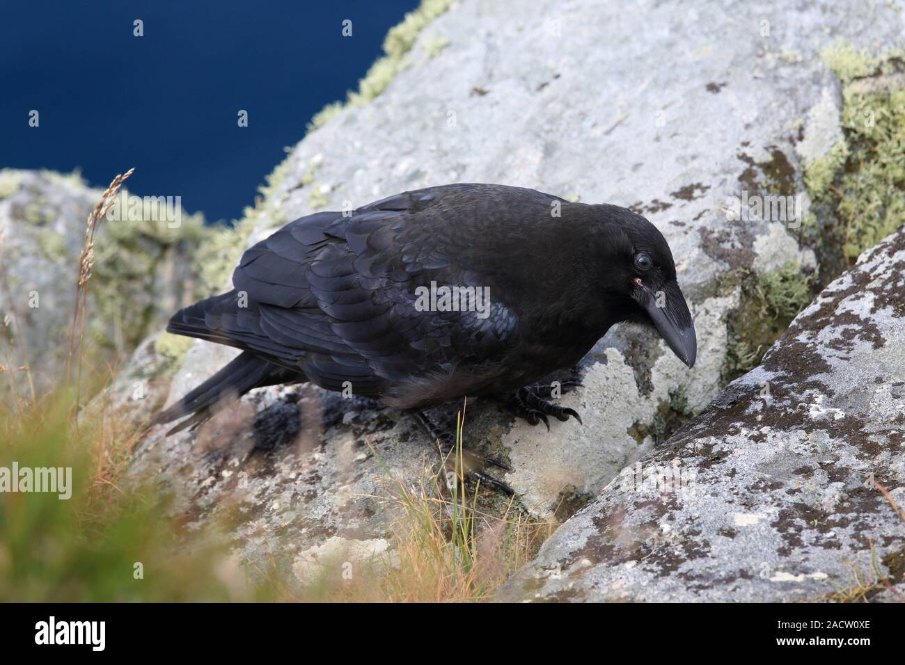 Icelandic common raven hi-res stock photography and images - Alamy