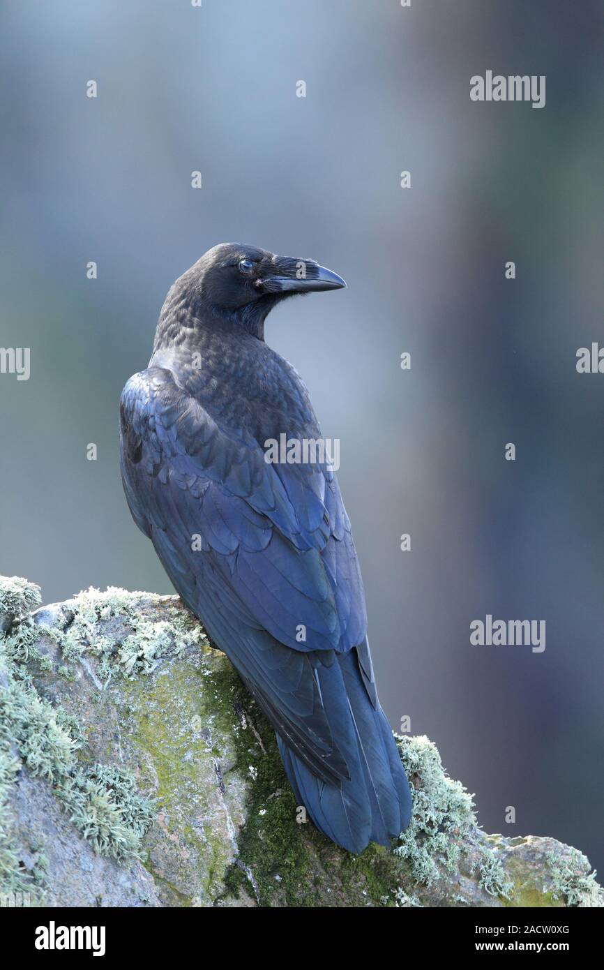 Common rave hi-res stock photography and images - Alamy