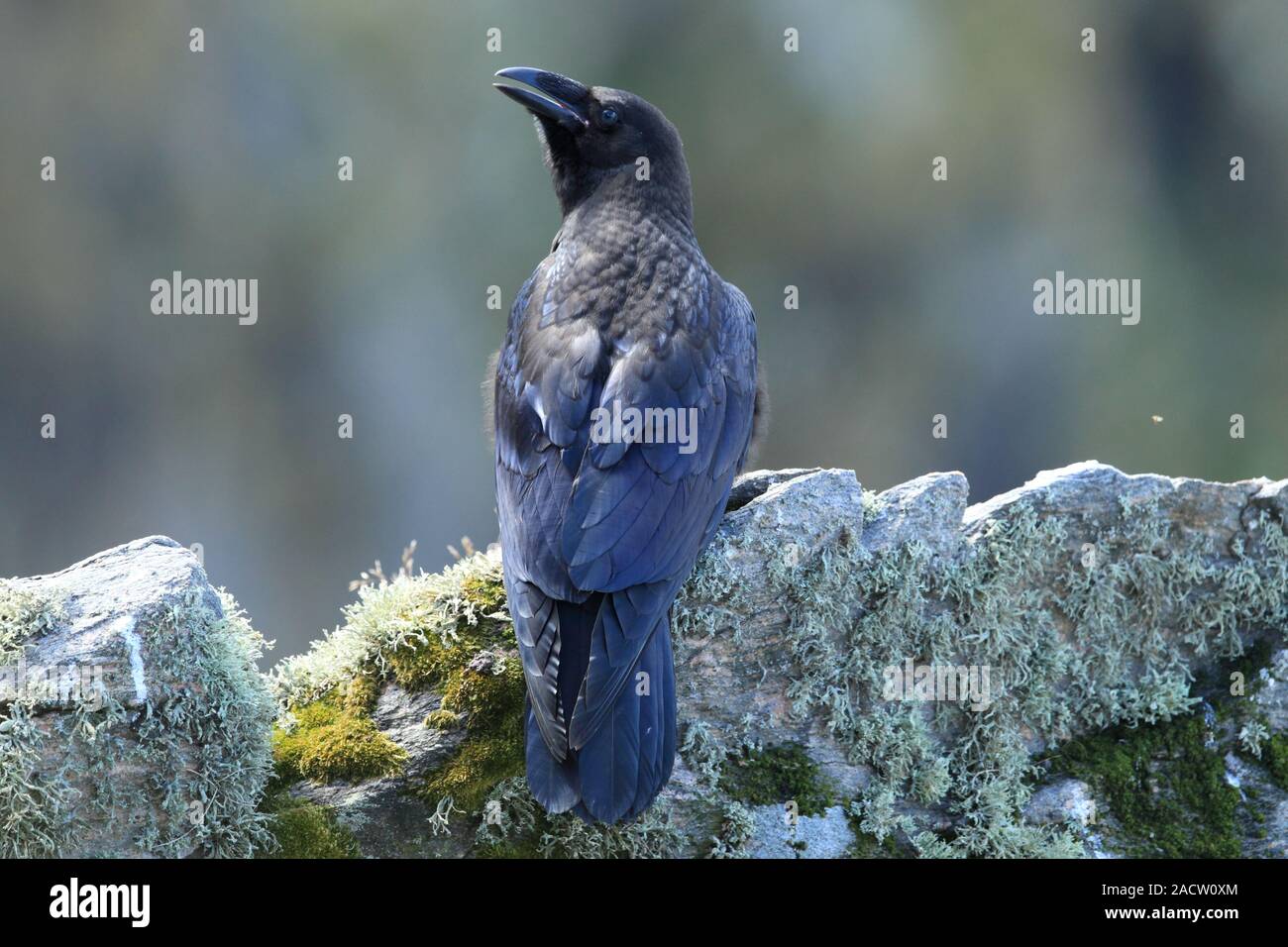 Birds egg common raven hi-res stock photography and images - Alamy
