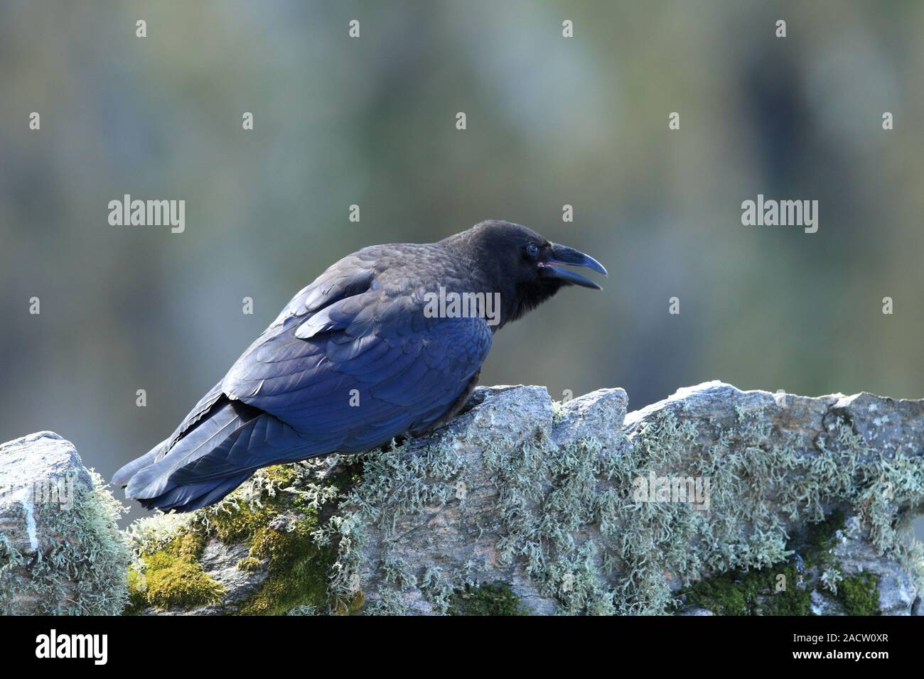 Birds egg common raven hi-res stock photography and images - Alamy