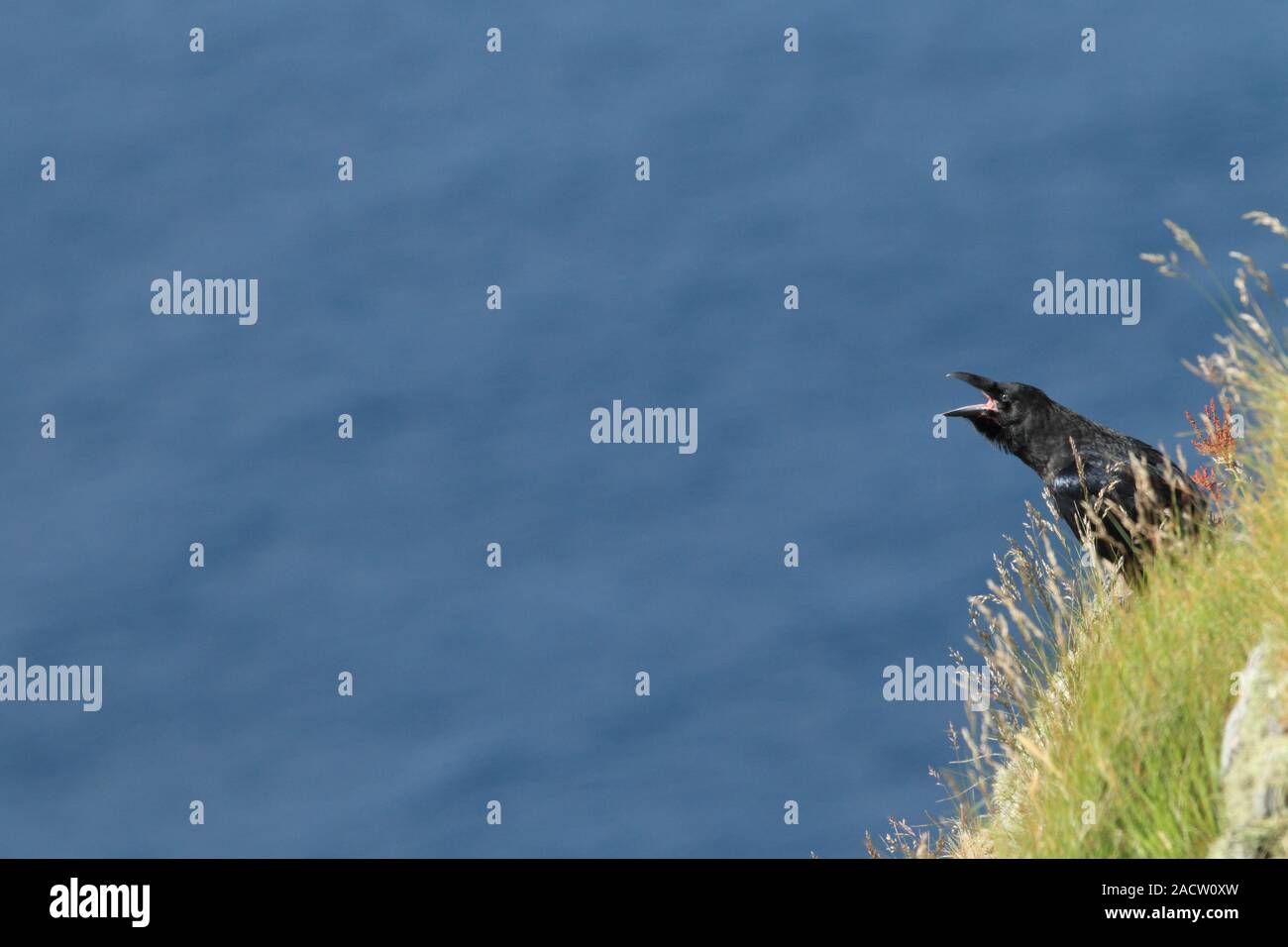 Common rave hi-res stock photography and images - Alamy