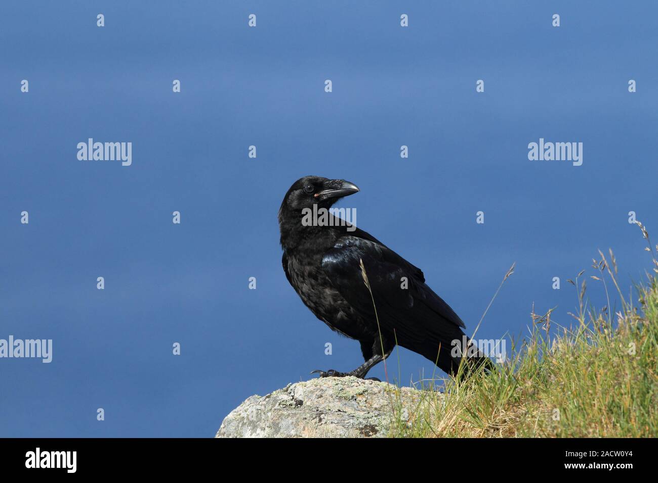 Common rave hi-res stock photography and images - Alamy