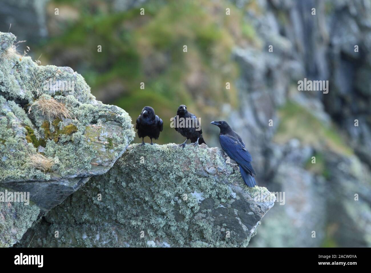 Birds egg common raven hi-res stock photography and images - Alamy