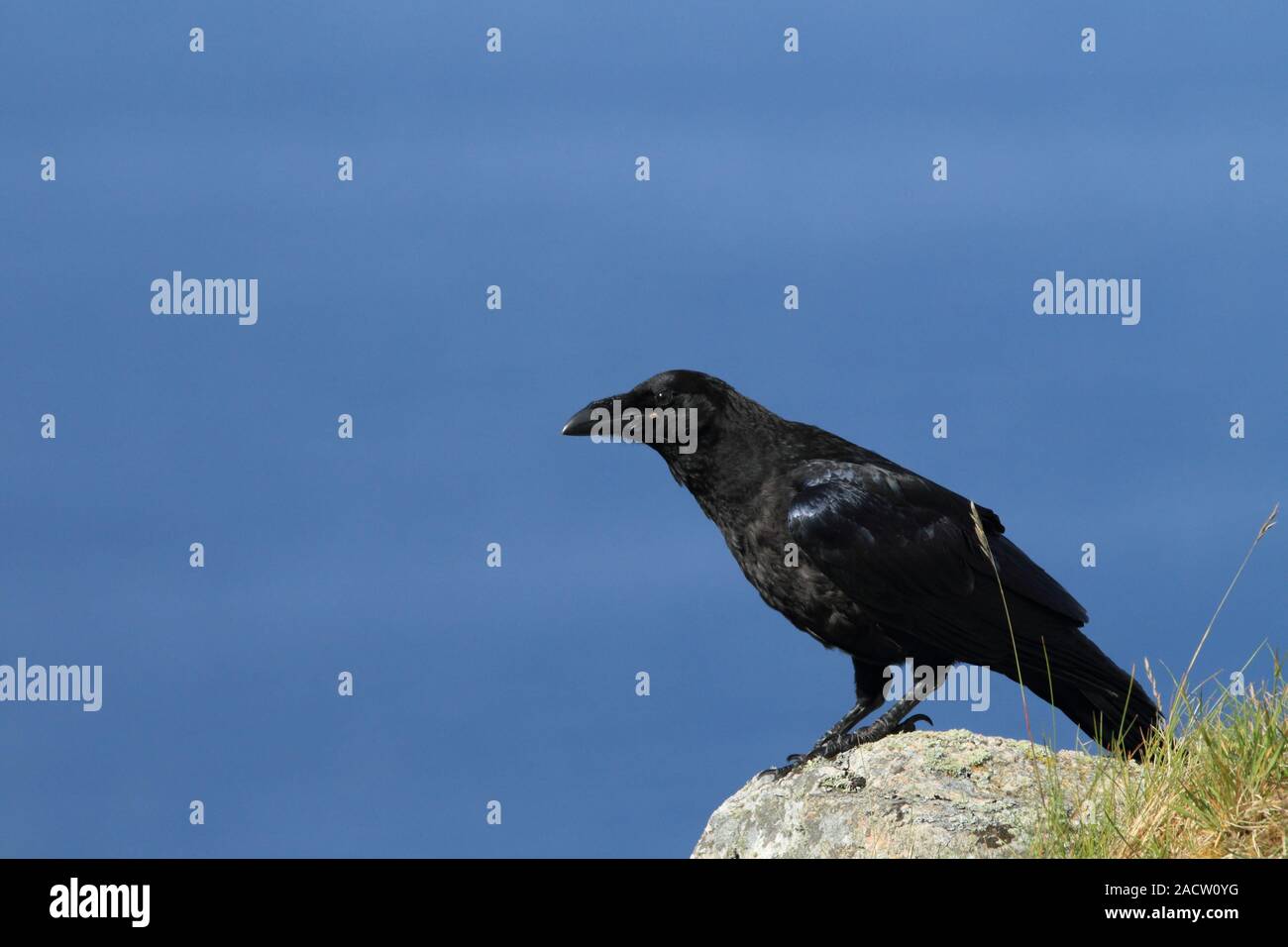 Common rave hi-res stock photography and images - Alamy