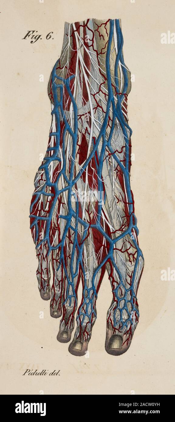 Anatomical drawing, Foot, Circulatory system, Nerves, Tendons ...