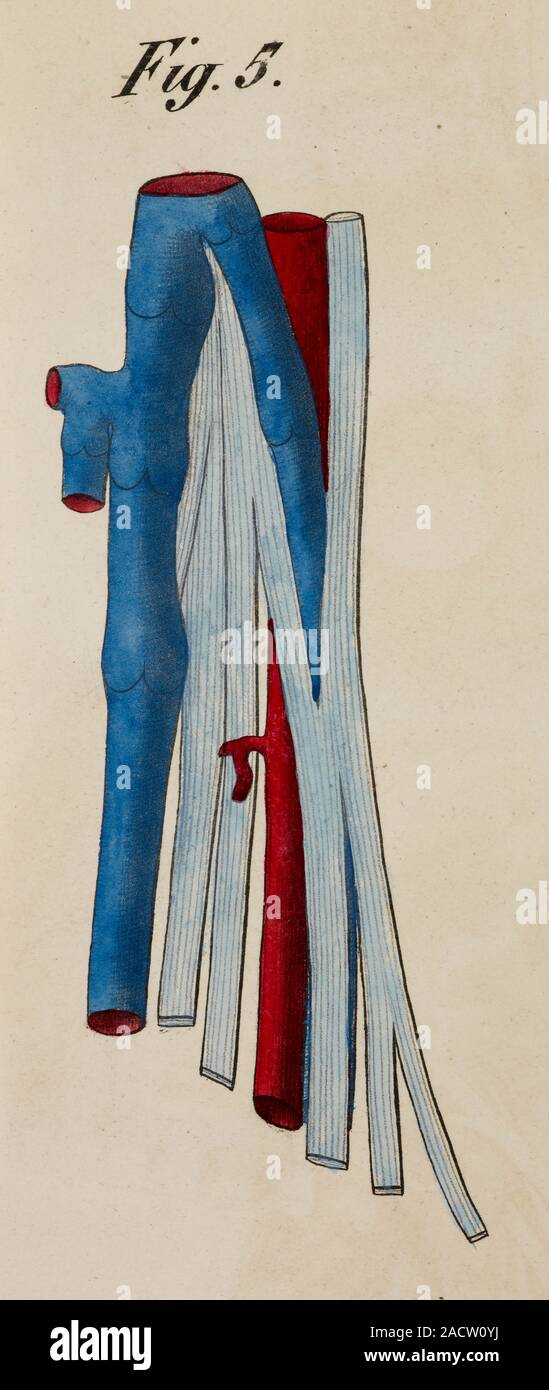 Anatomical drawing, Tendon, Nerve, Blood vessel, Anatomical print of ...