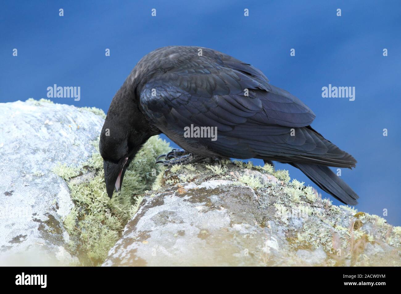 Birds egg common raven hi-res stock photography and images - Alamy