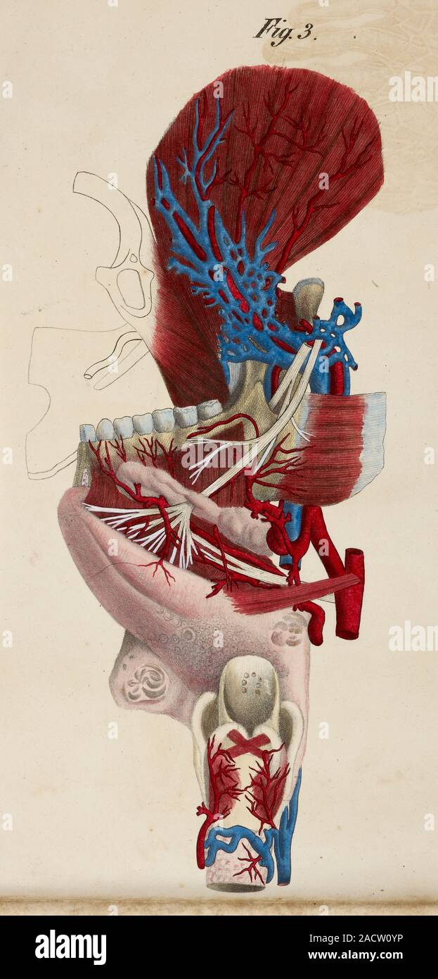Anatomical drawing, Jaw, Teeth, Muscles, Epiglottis, Trachea ...